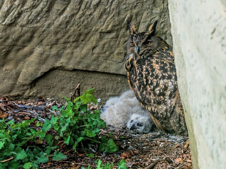 Búho real 💚 Academia de la Naturaleza