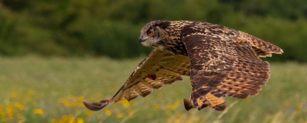 Búho real 💚 Academia de la Naturaleza