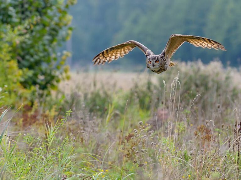 Búho real 💚 Academia de la Naturaleza