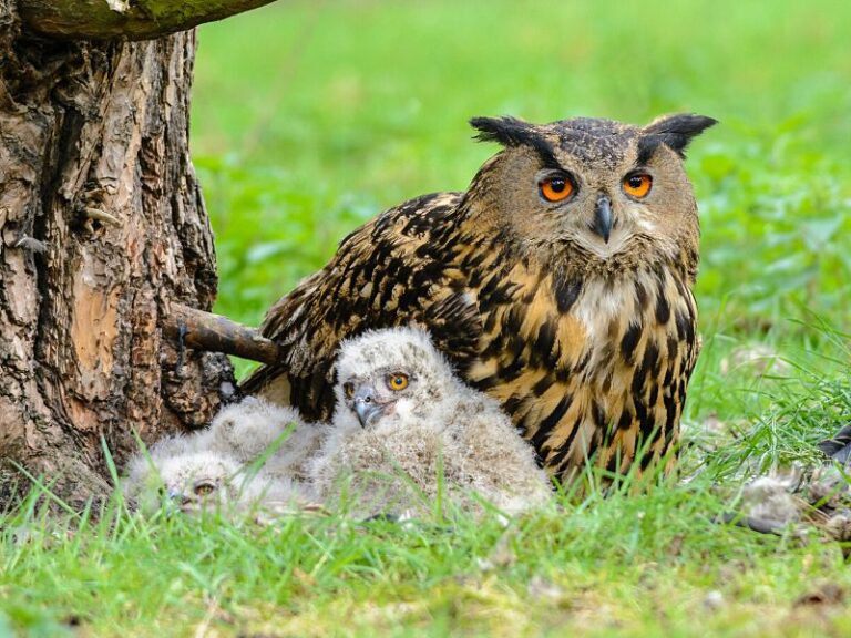 Búho real 💚 Academia de la Naturaleza