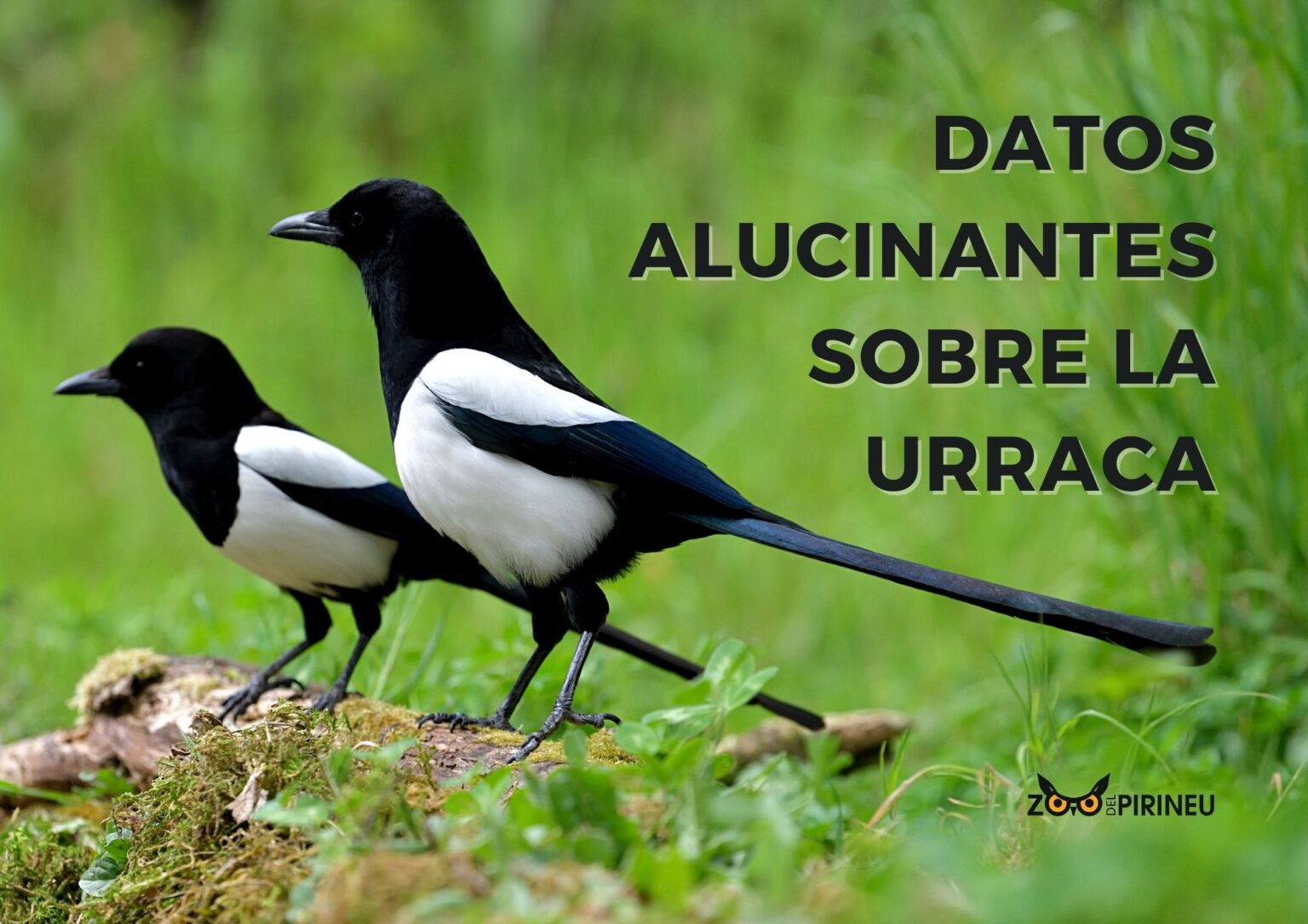 Urraca común 💚 Academia de la Naturaleza