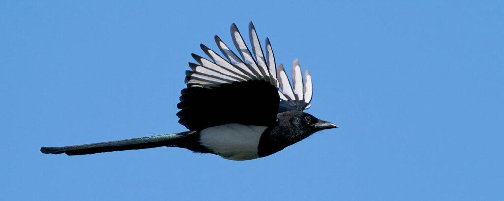 Urraca común 💚 Academia de la Naturaleza