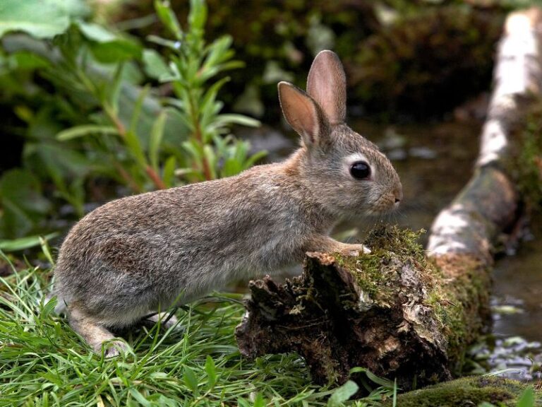 Conejo europeo | Zoo del Pirineu